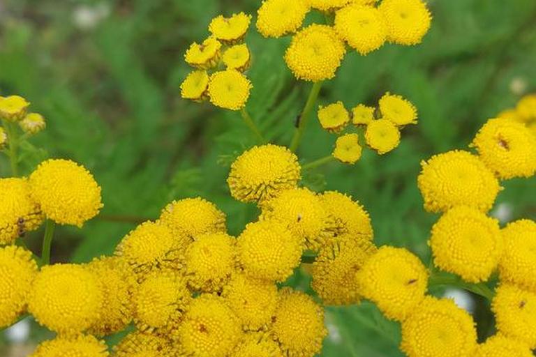 SofaConcerts venue | Cosy home